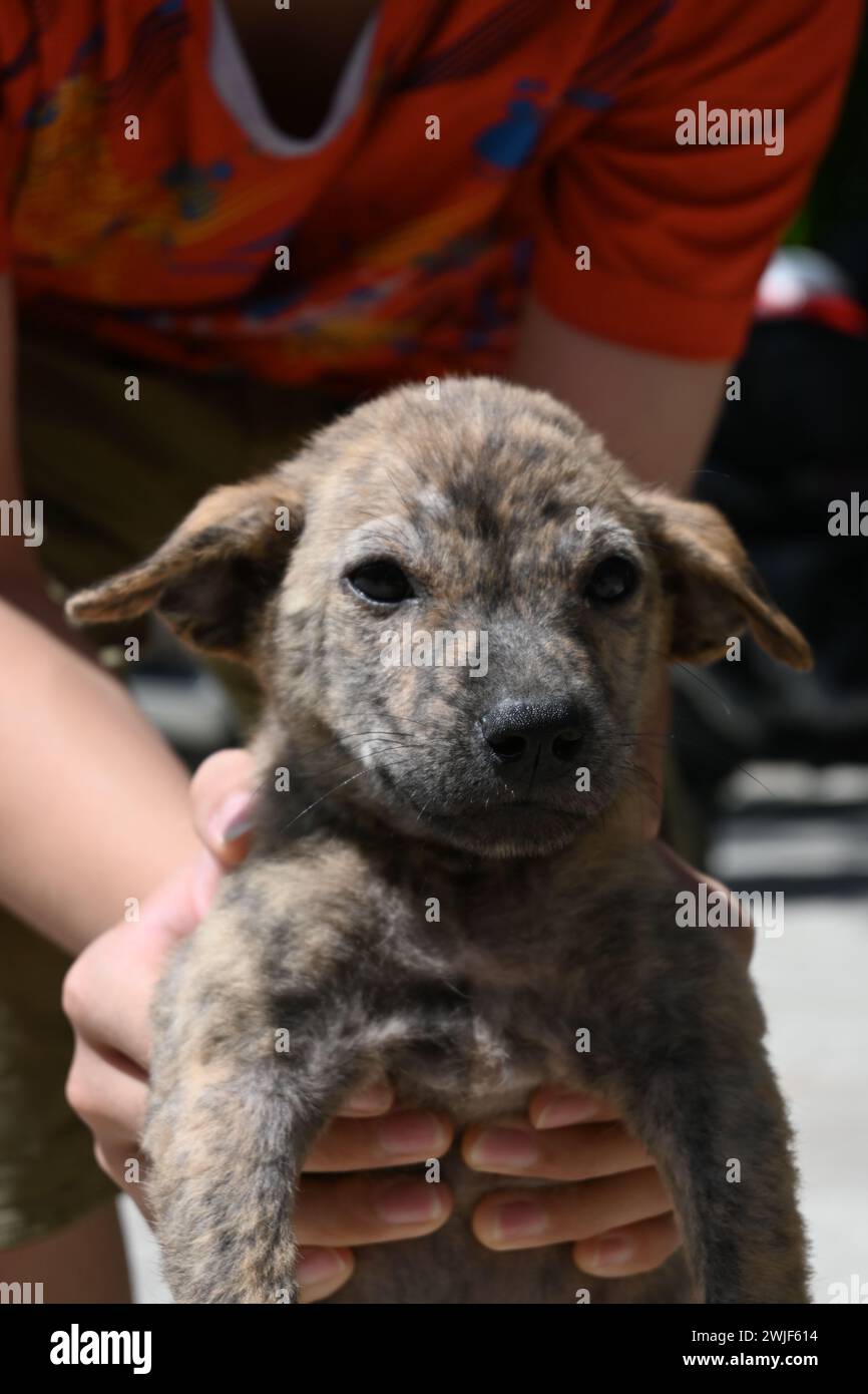 White dog with black stripes Stock Photo - Alamy