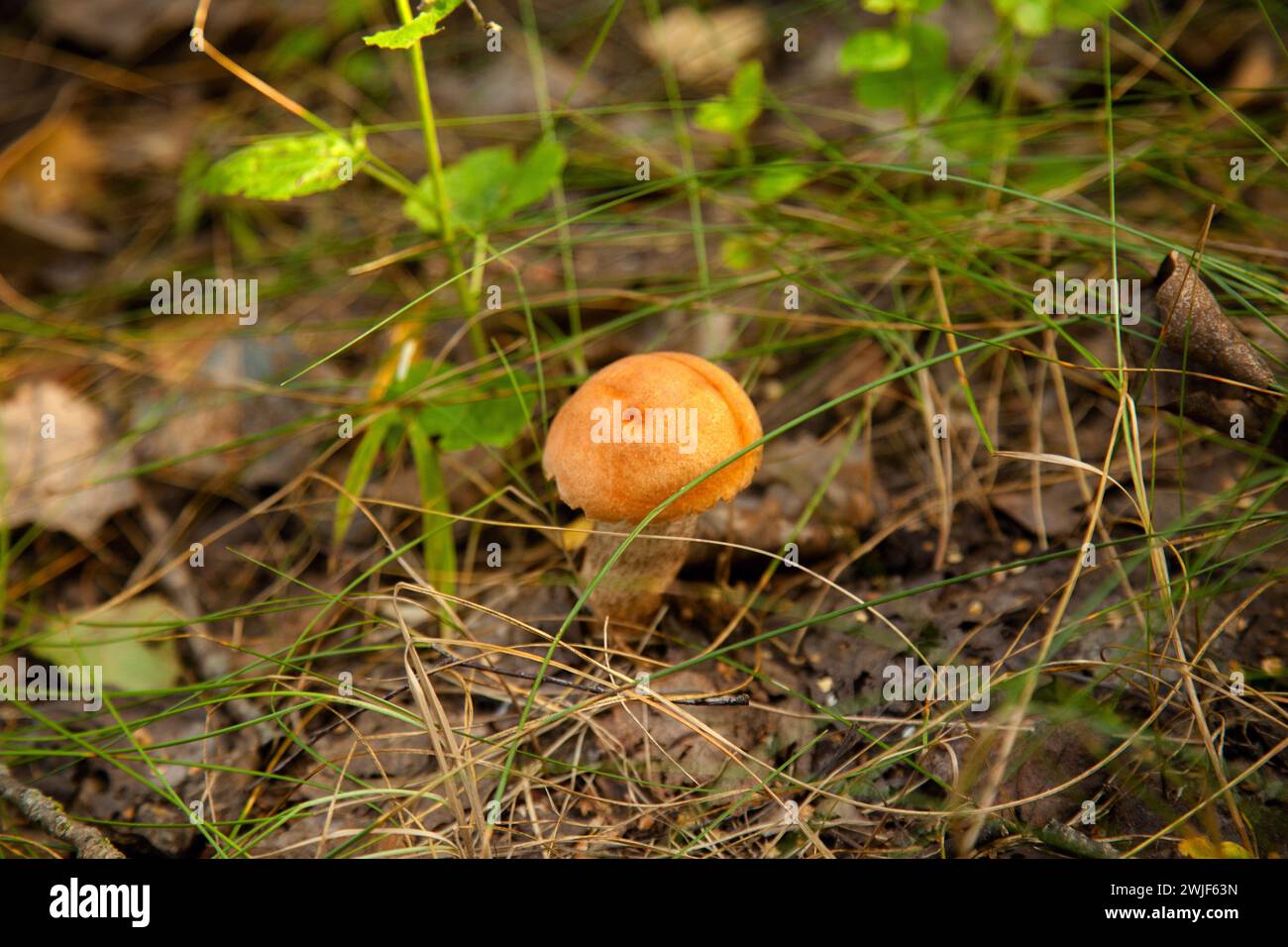 Orange cap boletus. A young boletus grows in the forest, a mushroom ...