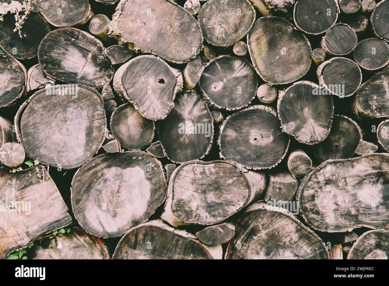 A pile of cut well aged logs for firewood in log store showing end of ...