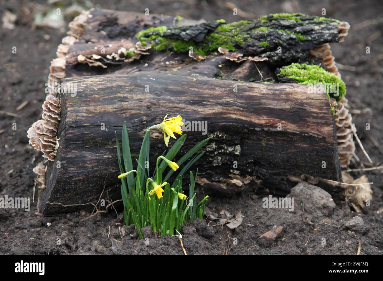 Well rotted log hi-res stock photography and images - Alamy