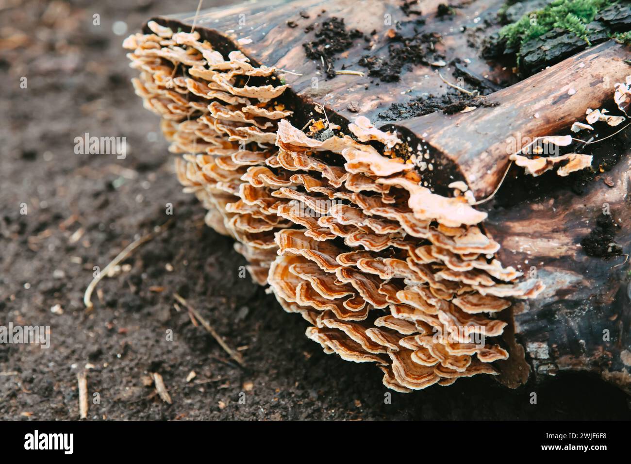 Hairy Curtain Crust (Hairy Parchment in US), Scientific Name Stereum ...