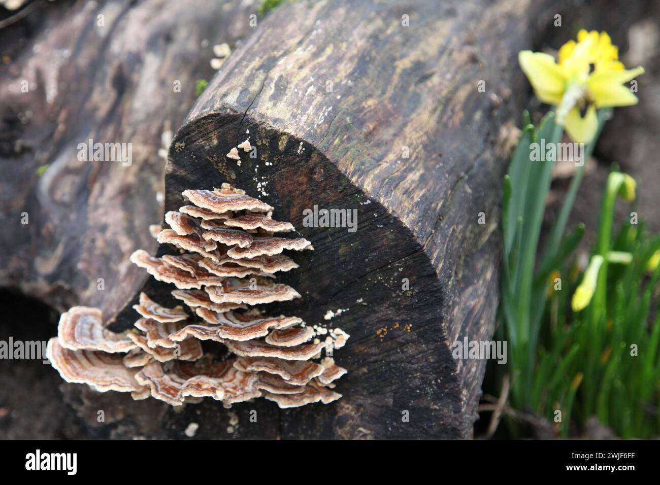 Hairy Curtain Crust (Hairy Parchment in US), Scientific Name Stereum ...