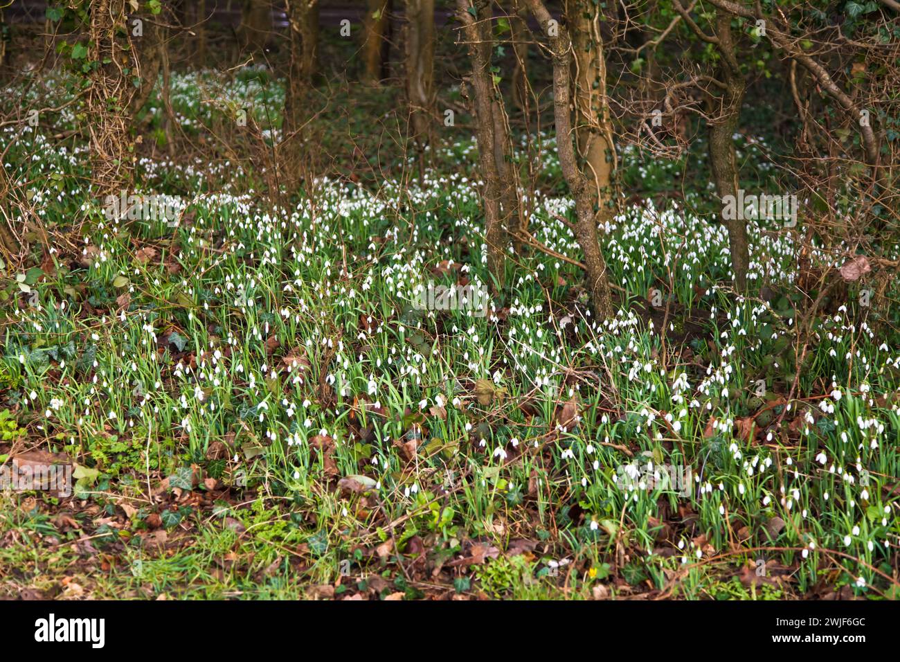 Snowdrop flowers in woodland habitat hi-res stock photography and ...