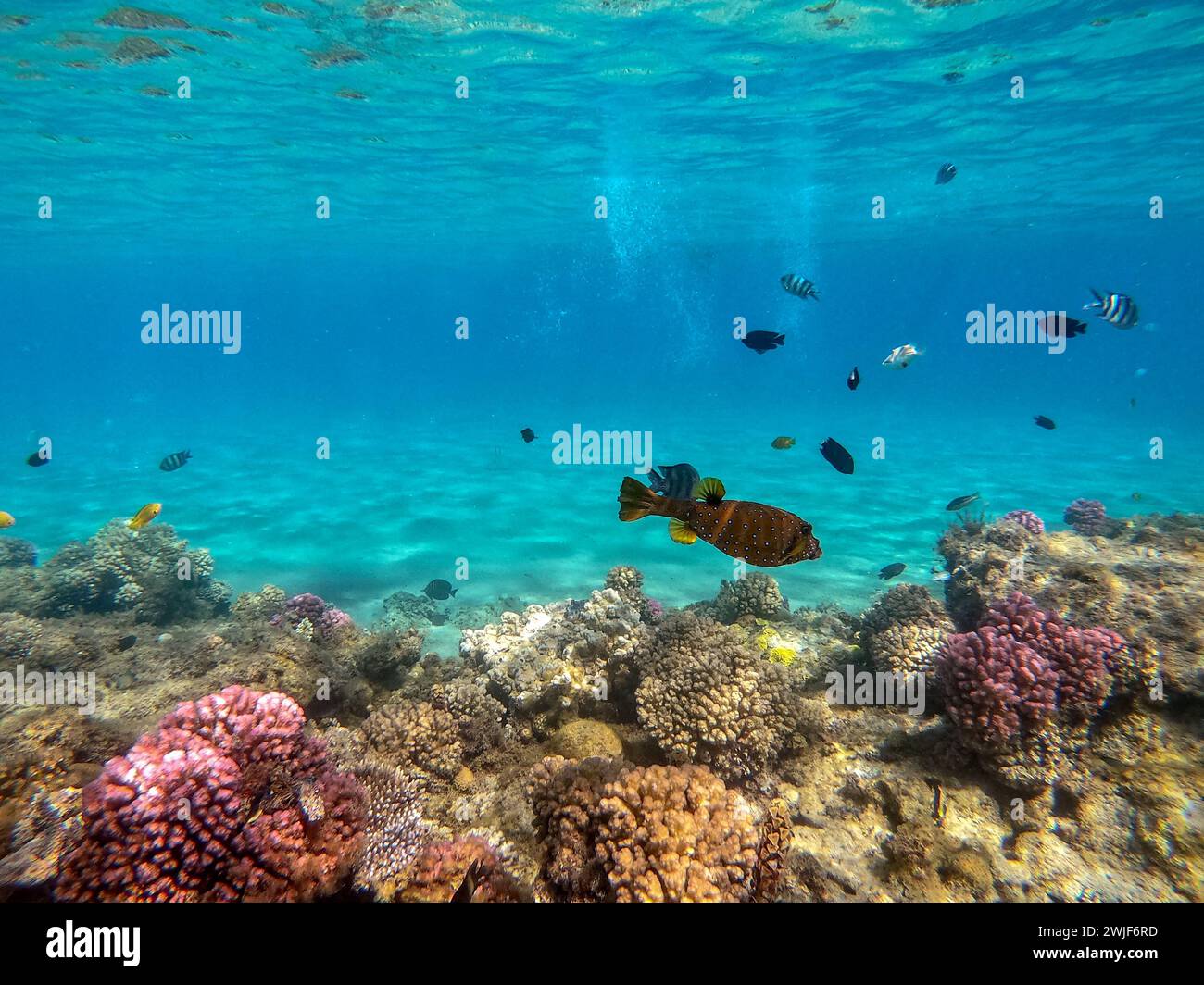 Red Sea Toby known as Canthigaster margaritata underwater at the coral ...