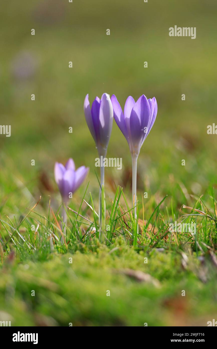 Charming Crocus Blossom Stock Photo - Alamy
