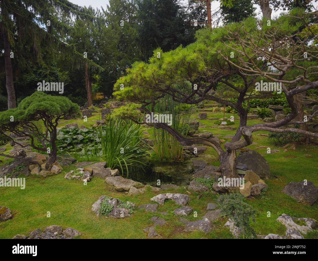 Japanese garden in Vienna (inside Botanical garden): Japanese maple ...