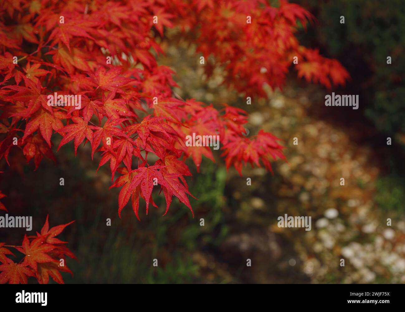 Beautiful autumn leaves that turned red in autumn in Japan. Japanese ...