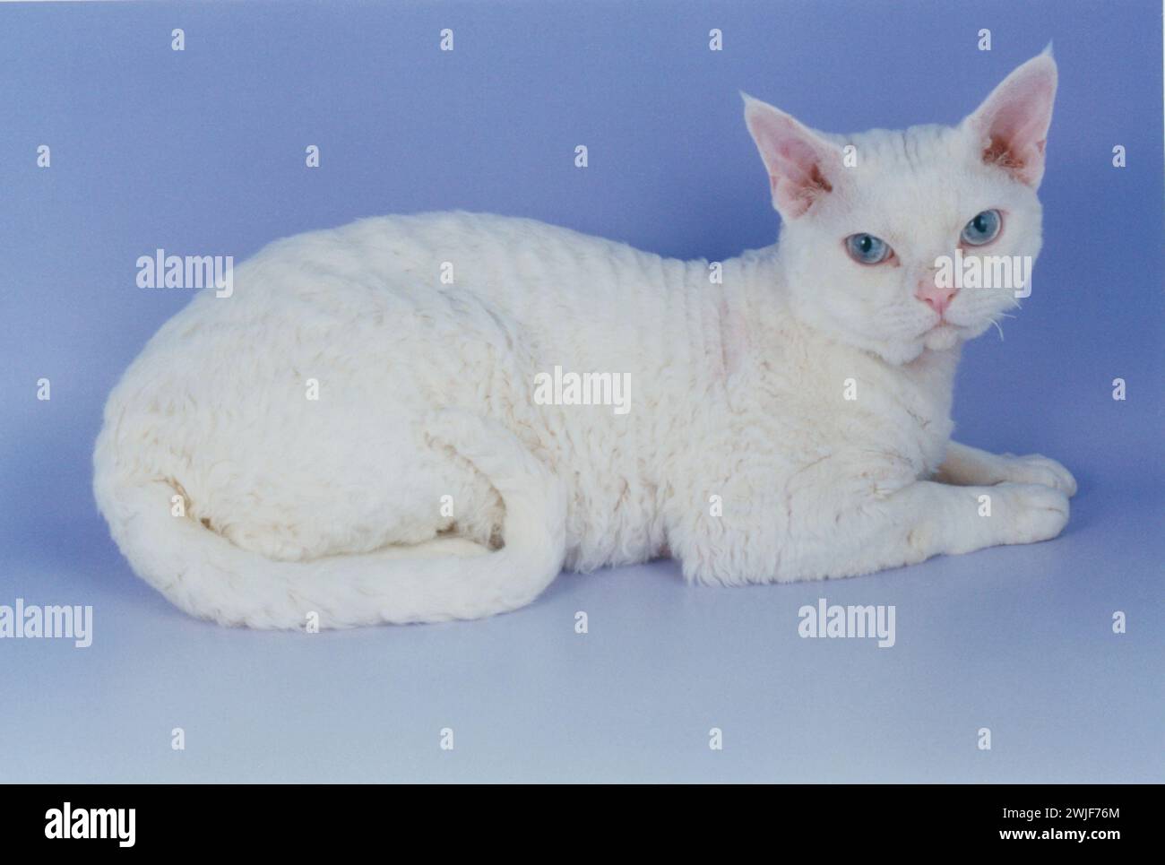 Devon Rex White Stock Photo - Alamy