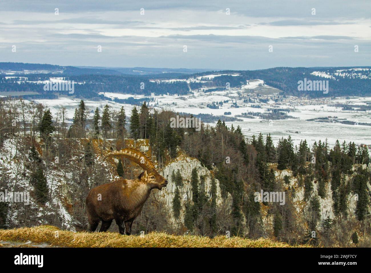 Alpine ibex male in winter near the Creux du Van and a valley of swiss ...
