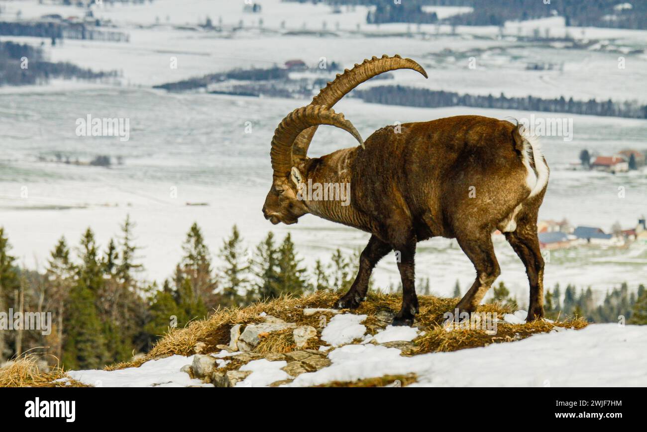 Alpine ibex male in winter near the Creux du Van in swiss jura mountain ...