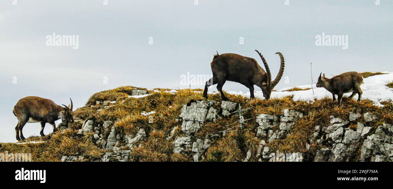 Alpine ibexes family on the rocks of the Creux du Van in swiss jura ...