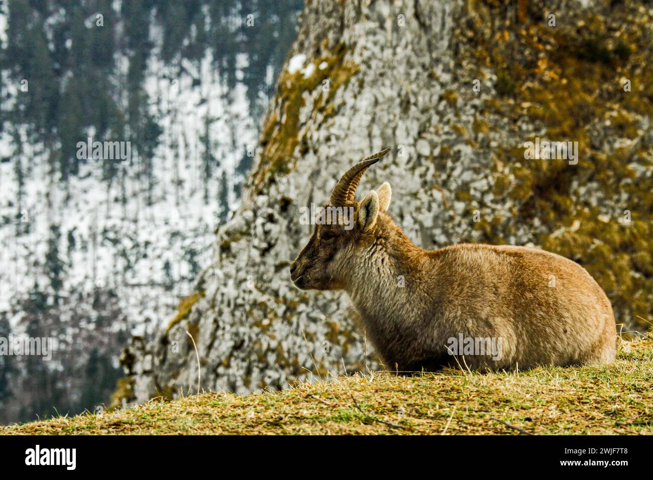 Alpine ibex female resting at the edge of the cliff of the Creux du Van ...
