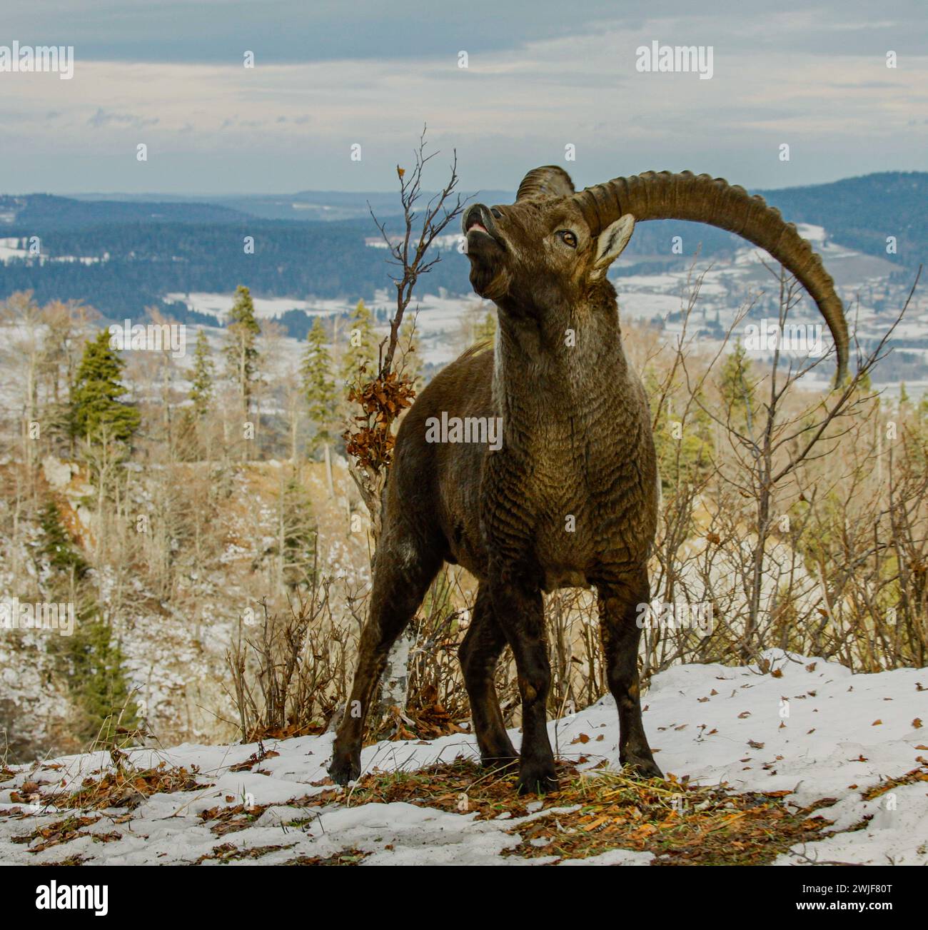 The flehmen, a characteristic attitude of the alpine ibex male during ...