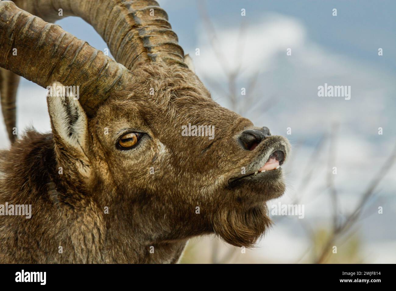 Flehmen, the attitude of an alpine ibex male (portrait) in winter ...