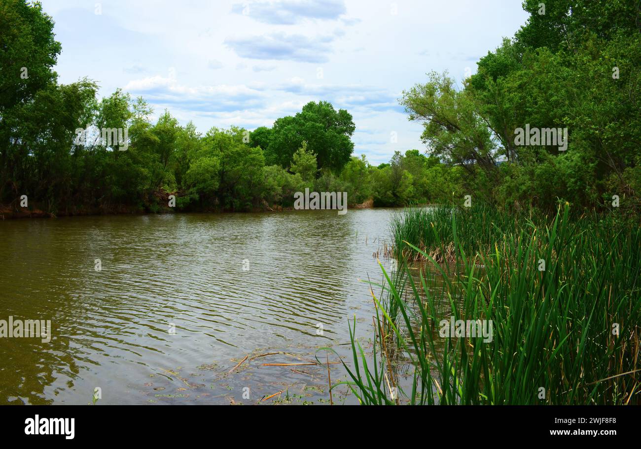The Verde River in central Arizona and Cottonwood trees along the bank ...