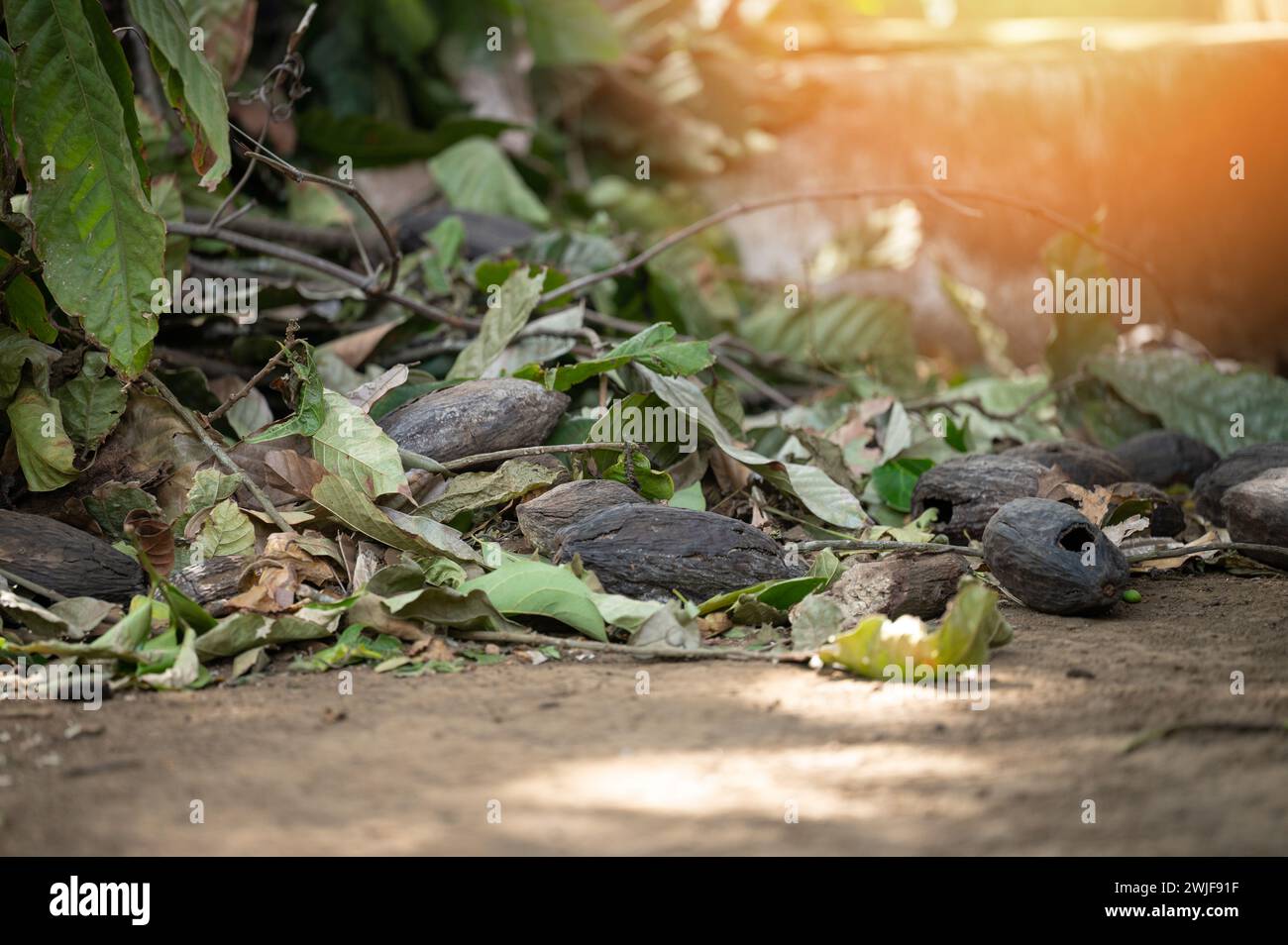 Fungus damaged cacao pods and tree plant on ground close up view Stock ...