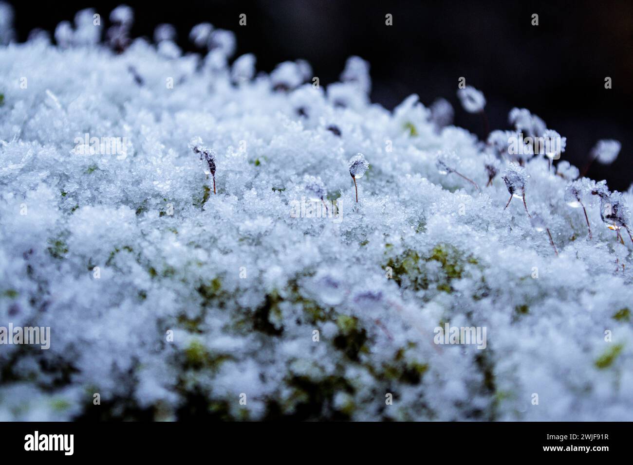 Green winter moss covered with a thin layer of snow Stock Photo - Alamy