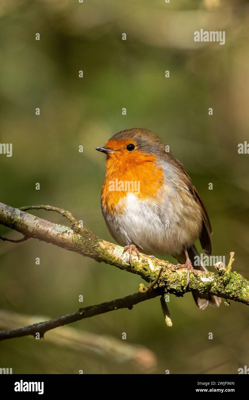 Robin redbreast sitting on a branch in the sun Stock Photo - Alamy