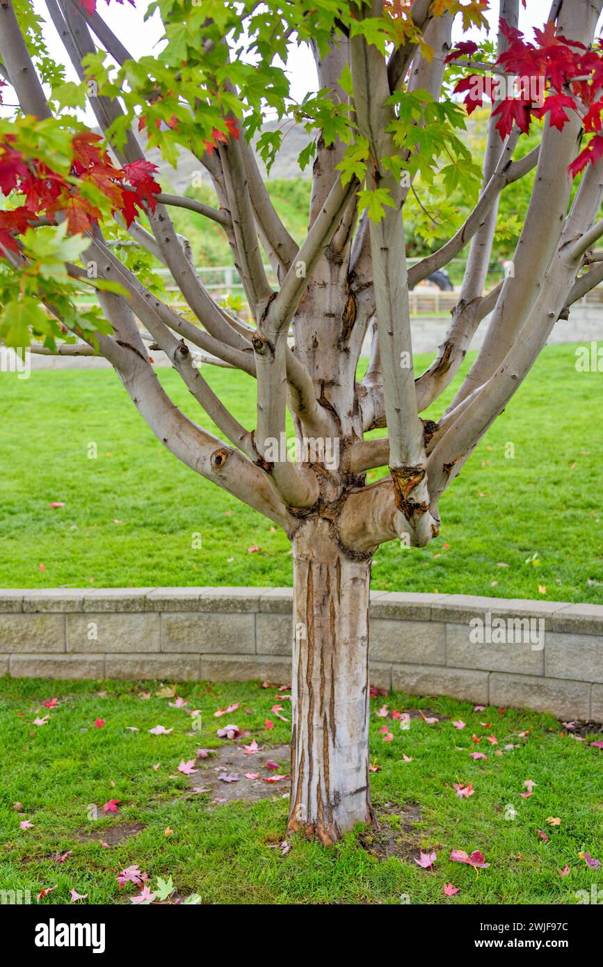 Branches and trunk of maple tree on green lawn background Stock Photo ...