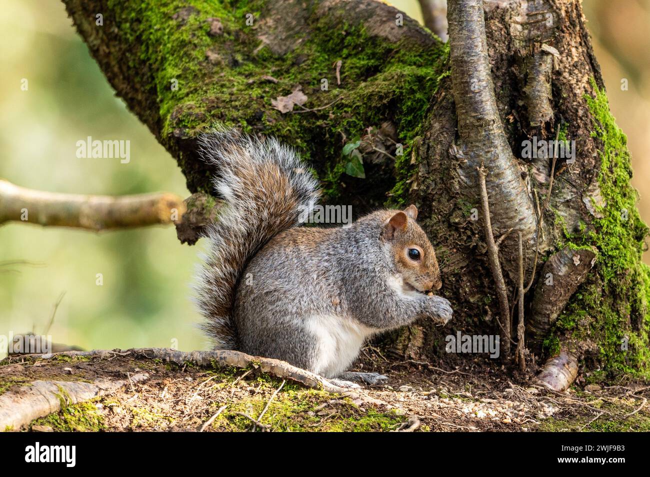 Cute grey squirrel eating a nut sitting at the base of a tree Stock Photo - Alamy