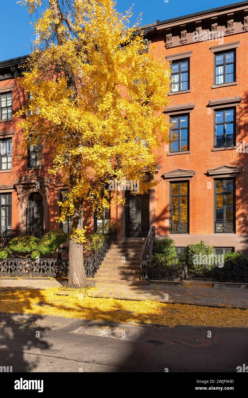 West Village townhouses with Ginkgo trees in autumn. Manhattan, New ...