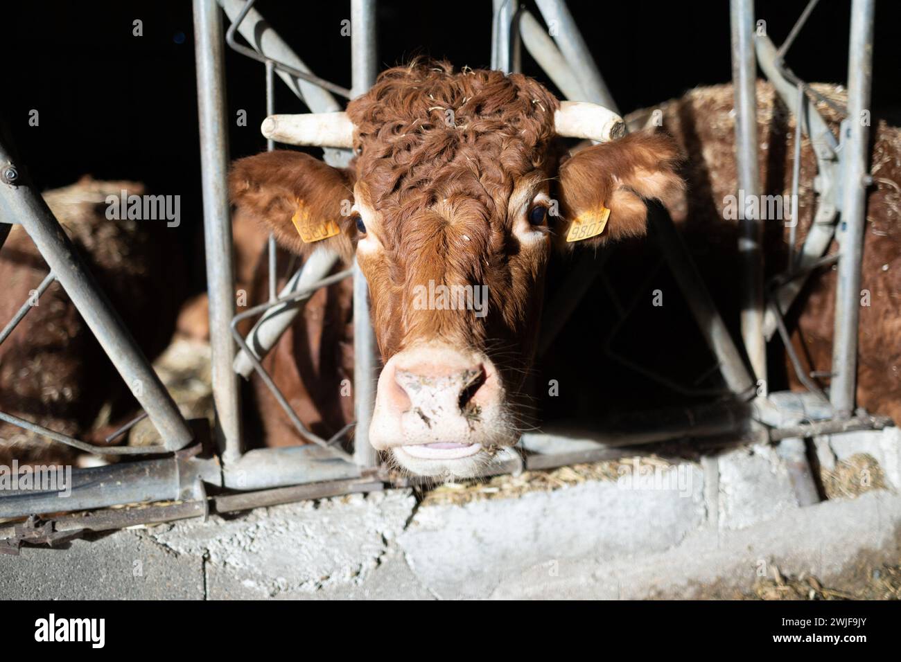 Janvilliers, France. 15th Feb, 2024. Cows in a cattle farm in ...