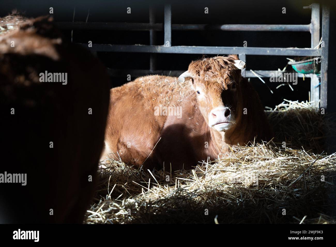 Janvilliers, France. 15th Feb, 2024. Cows in a cattle farm in ...