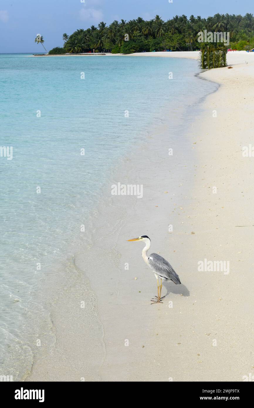 View at the beach of Villa Park resort on Ari atoll in Maldives Stock ...