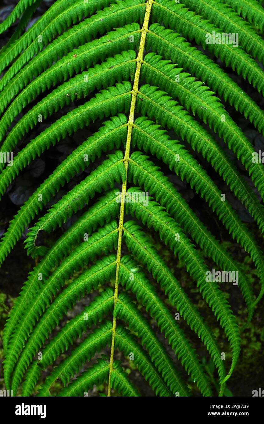 A detailed view of a fern frond, showcasing its vibrant green color and ...