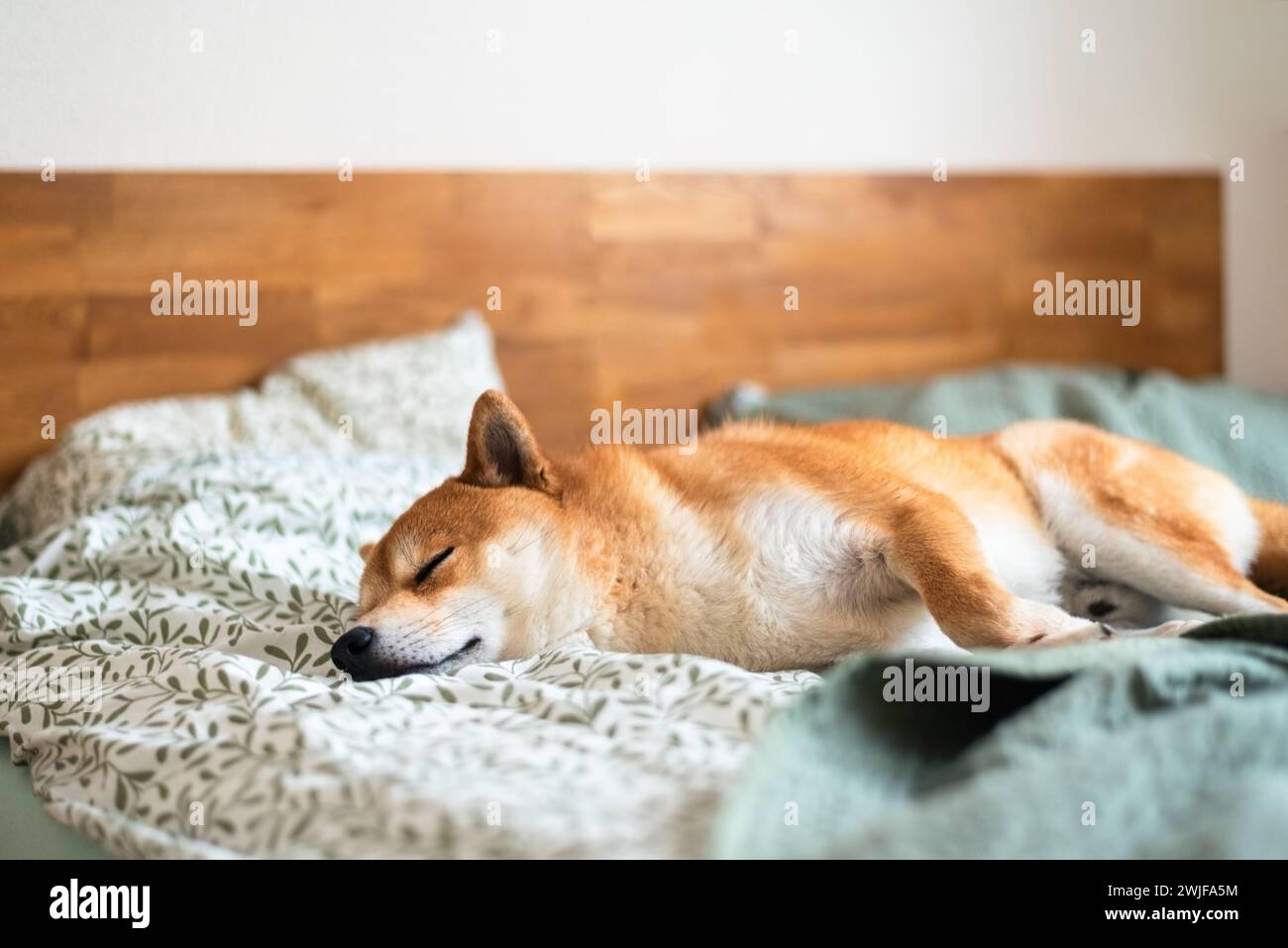 Cute red Shiba inu dog is sleeping on the bed in the bedroom Stock ...