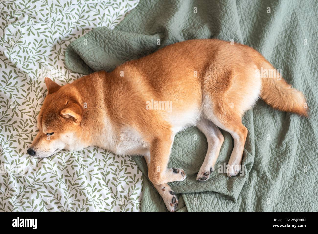 Cute red Shiba inu dog is sleeping on the bed in the bedroom Stock ...