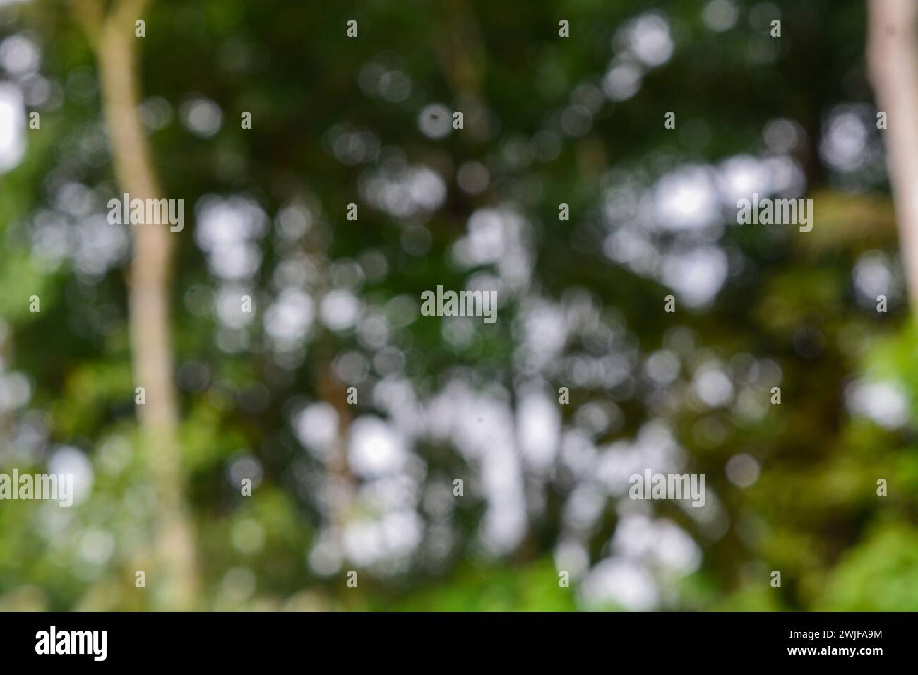 Blur object for background with nature theme Stock Photo - Alamy