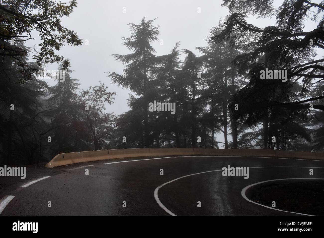 Empty road with trees hi-res stock photography and images - Alamy