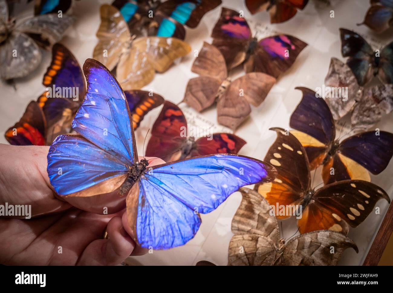 Curator of Natural Science Clare Brown with some of the world's rarest ...