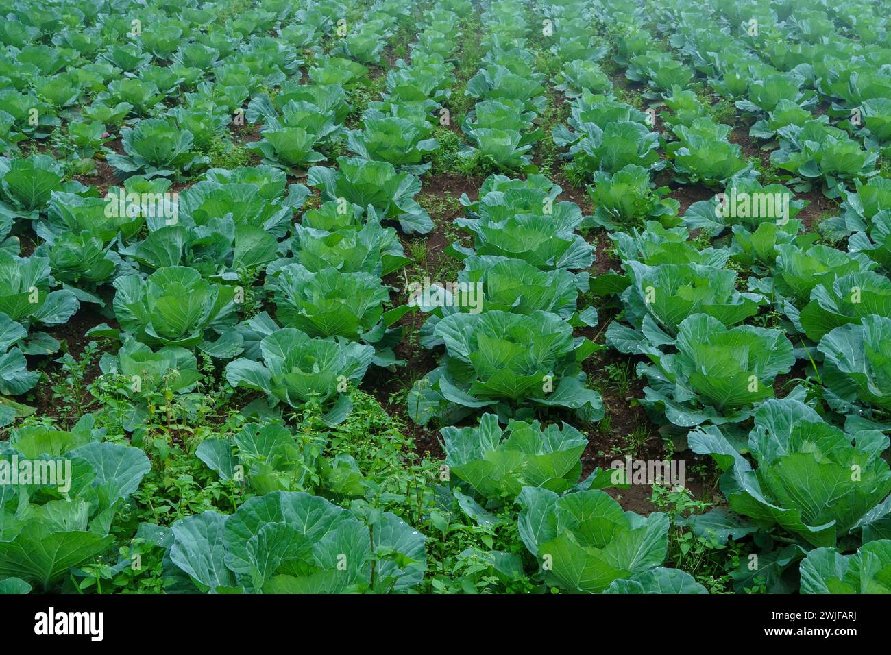 Sunrise cabbage field hi-res stock photography and images - Alamy