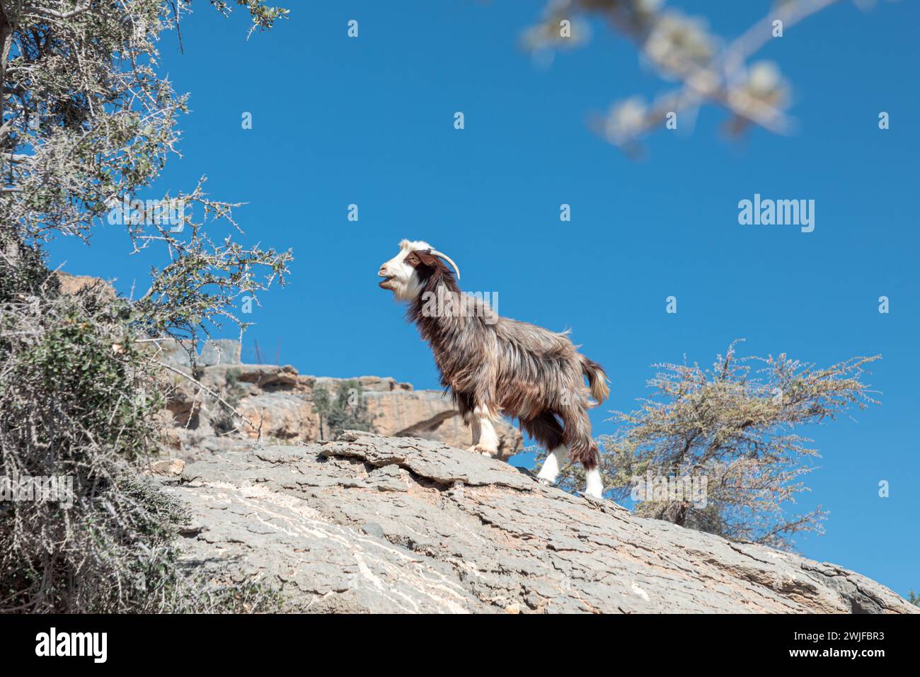 Long haired multicoloured goat poses on the rocks of Jabel Shams canyon ...