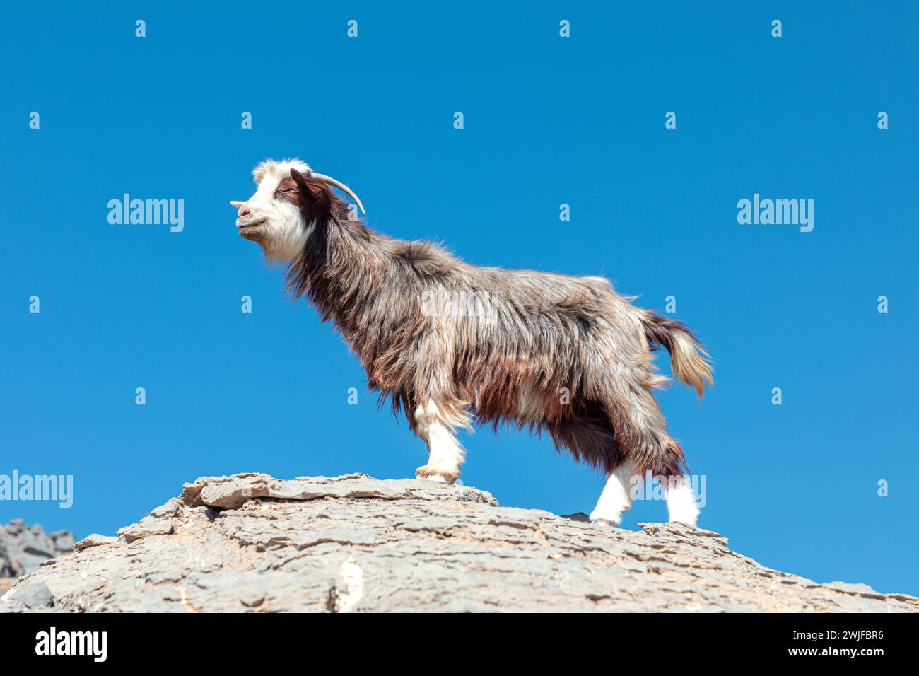 Long haired multicoloured goat poses on the rocks of Jabel Shams canyon ...