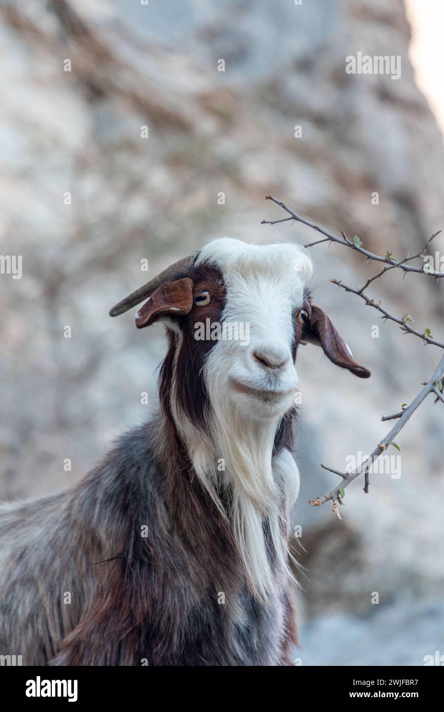 Portrait of long haired multicoloured goat on the rocks of Jabel Shams ...