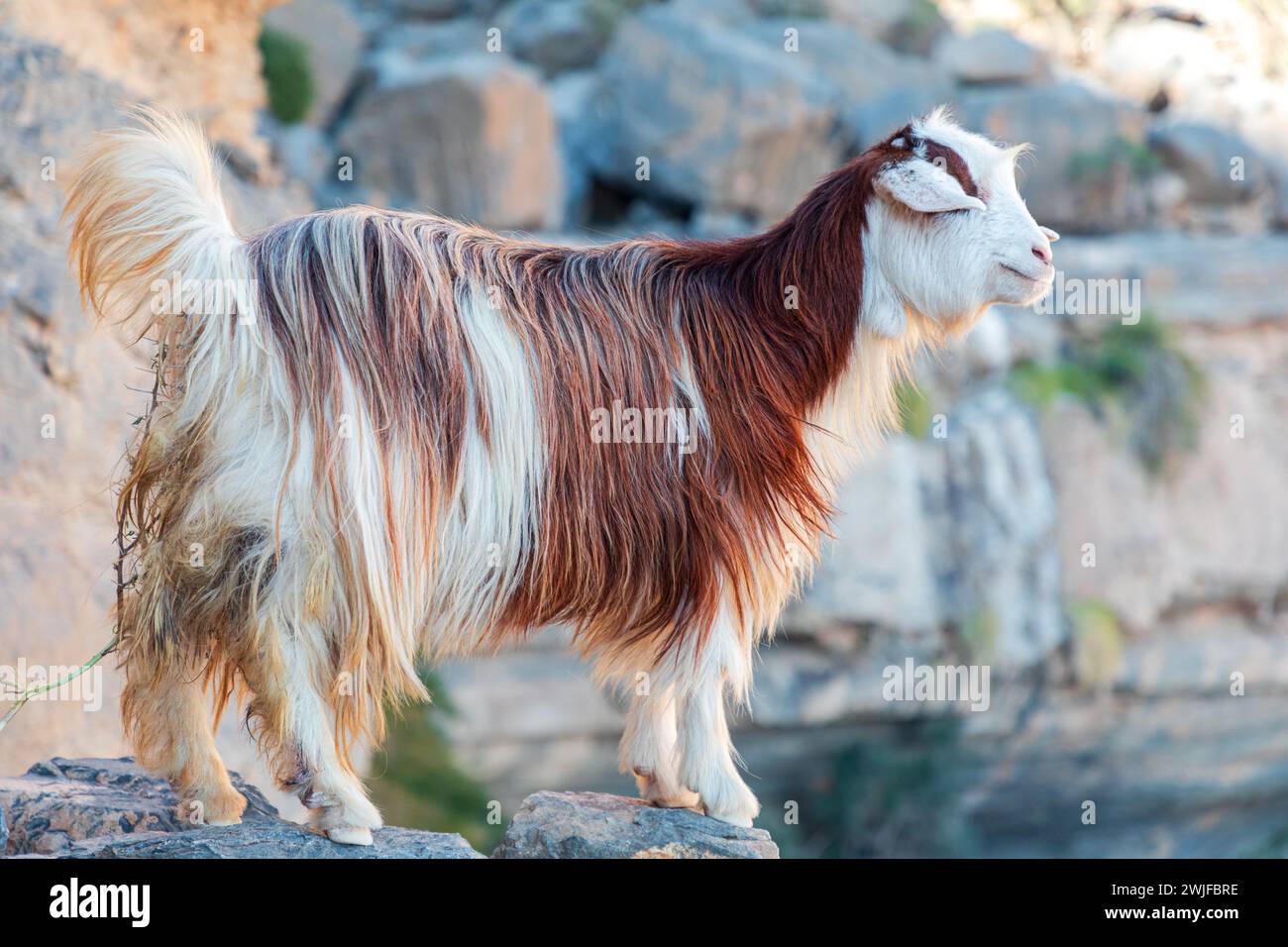 Long haired goat hi-res stock photography and images - Alamy
