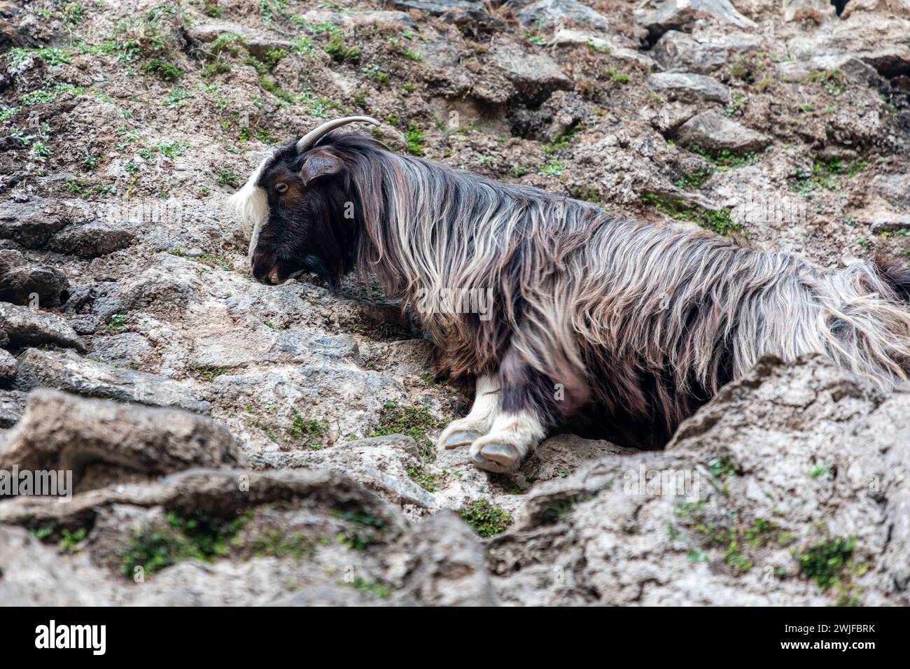 Long haired multicoloured goat on the rocks of Jabel Shams canyon ...