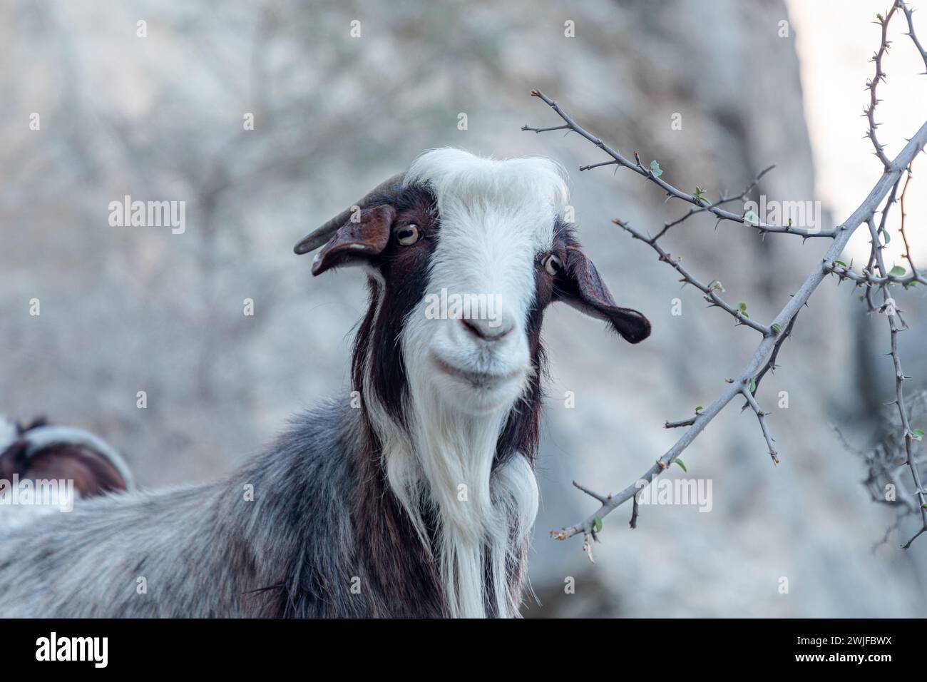 Portrait of long haired multicoloured goat on the rocks of Jabel Shams ...