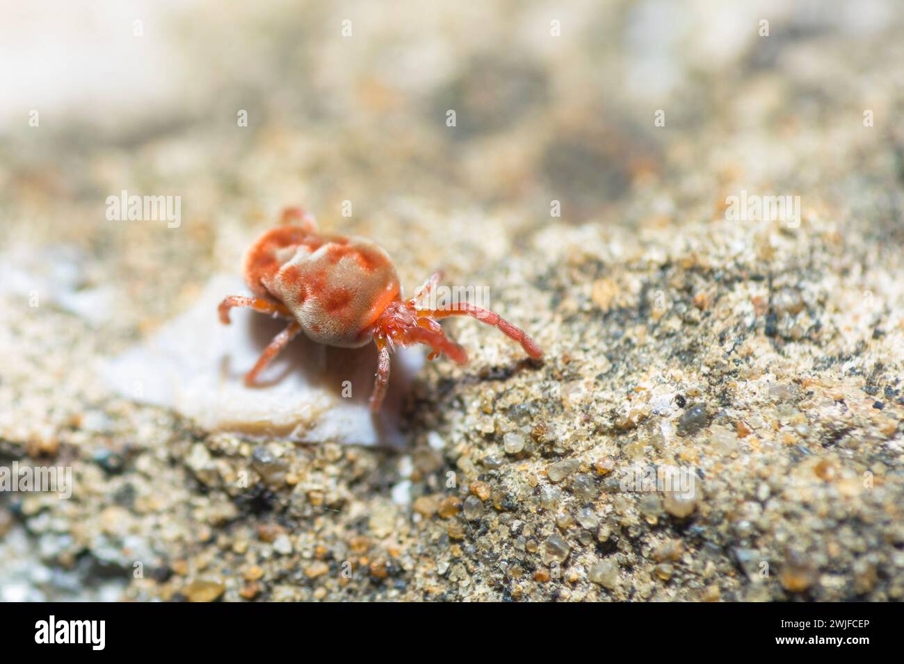 Velvet mite hi-res stock photography and images - Alamy