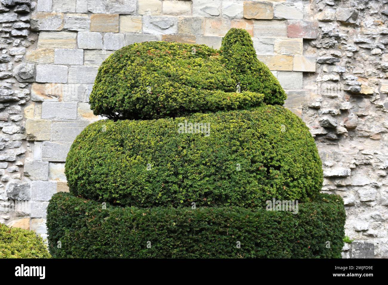 Yew topiary taxus baccata hi-res stock photography and images - Alamy