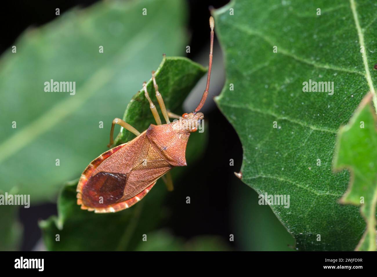 Box Bug, Gonocerus Acuteangulatus, with an injured antenna, leaf-footed ...