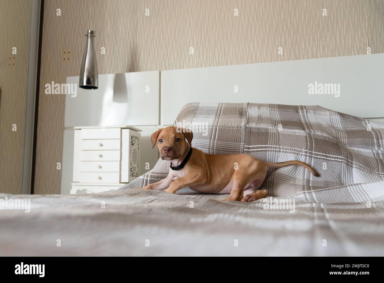 Pitbull dog, puppy, playing happily lying on a bed. Cute domestic ...