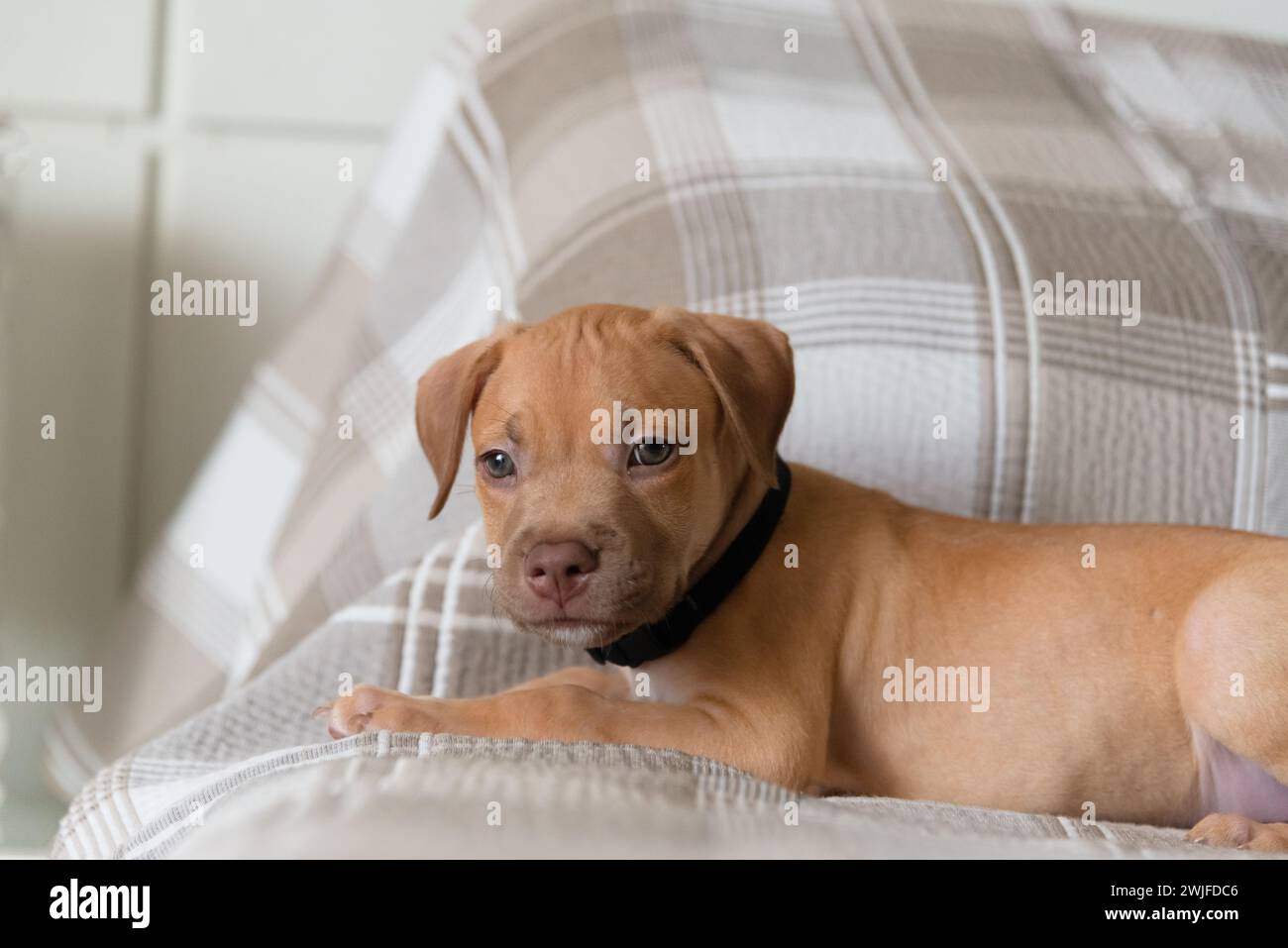 Cute Puppy Dogs Pitbull Puppies