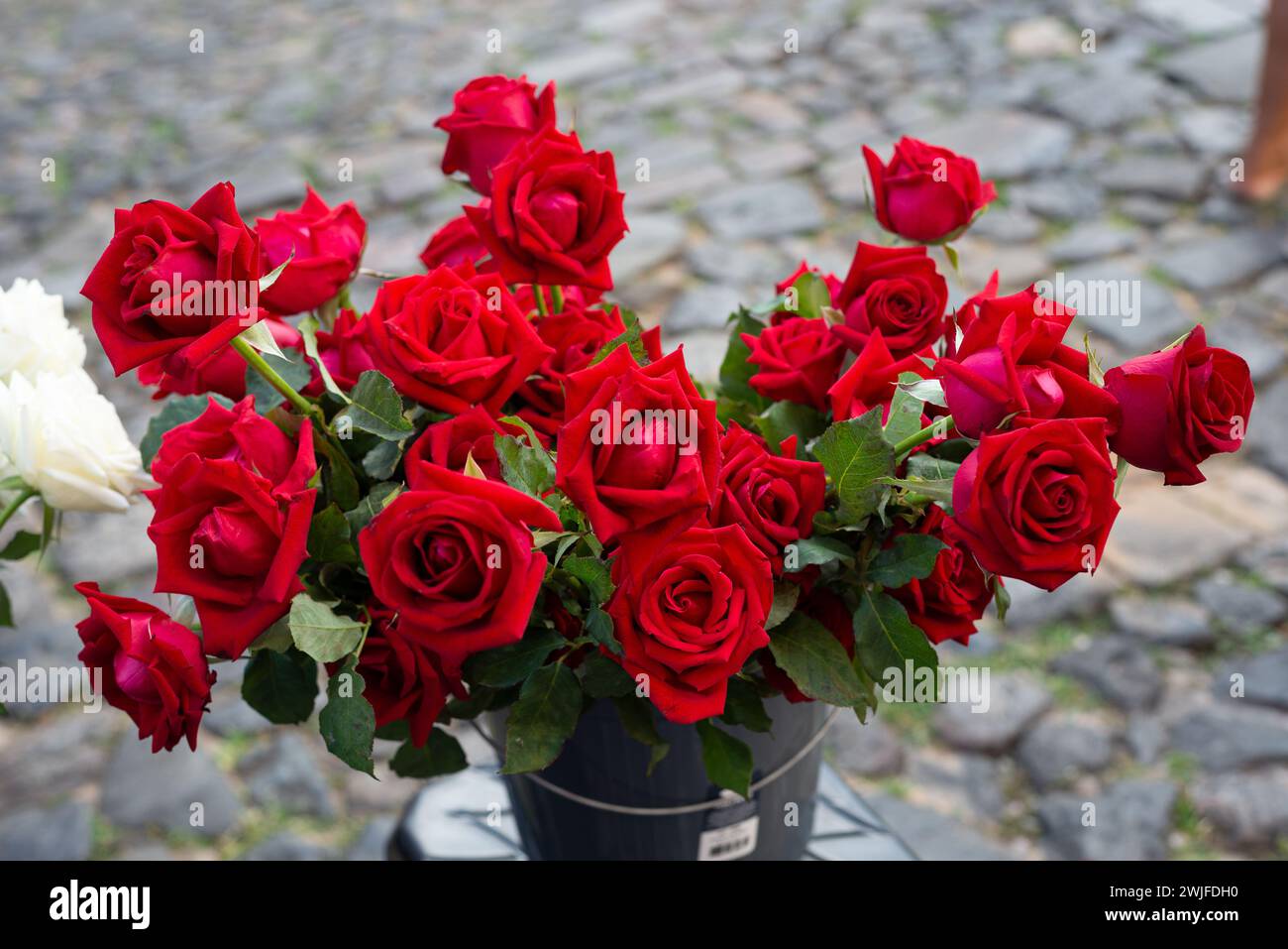 Red roses in a plastic vase on the floor. Concept of love, romance ...