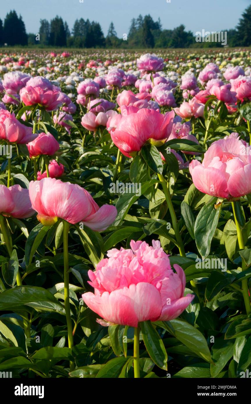 Ann berry cousins peony hi-res stock photography and images - Alamy