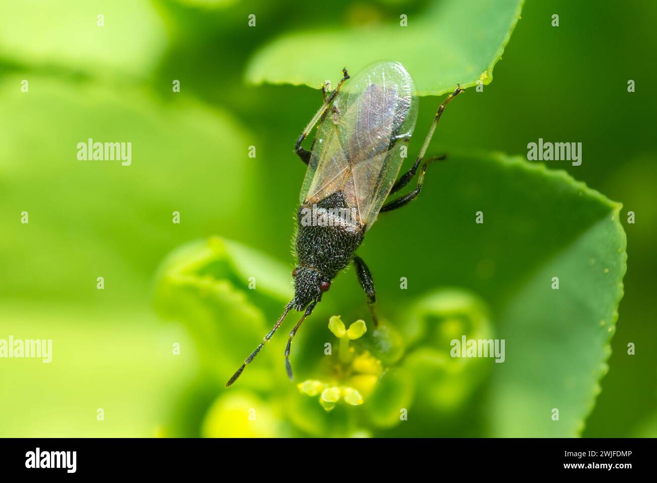 Cotton Seed Bug, Oxycarenus Hyalinipennis, on a sun spurge Stock Photo ...