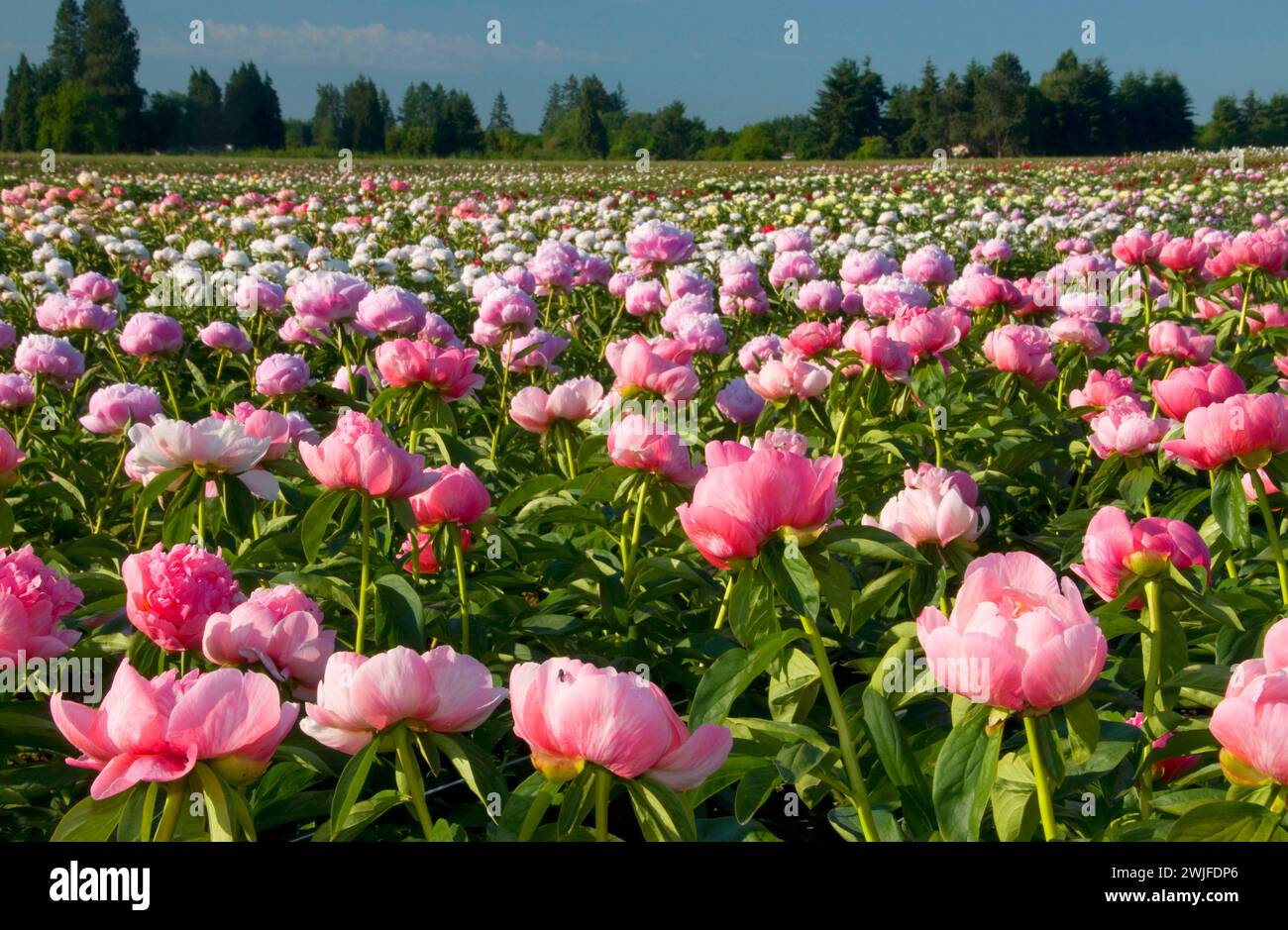 Ann Berry Cousins peony, Adelman Peony Garden, Brooks, Oregon Stock ...
